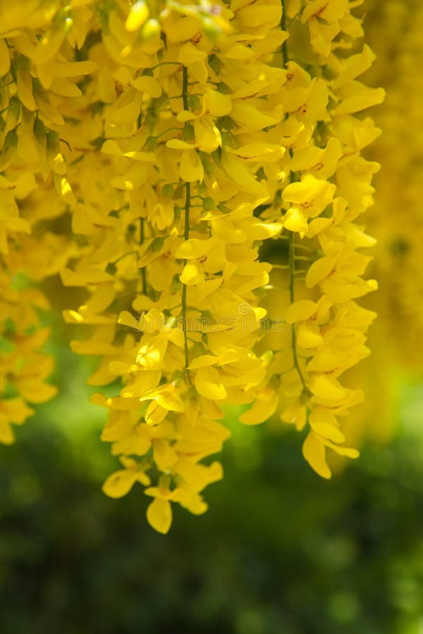 The Common laburnum stock photo. Image of common, long - 183879290