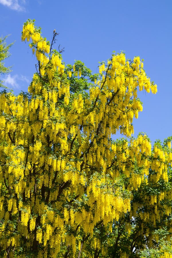 The Common laburnum stock photo. Image of botany, common - 183879350