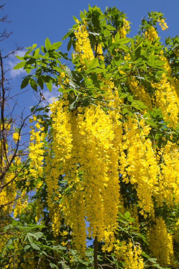 The Common laburnum stock image. Image of brown, golden - 183879115