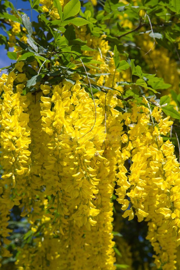 The Common laburnum stock image. Image of outdoor, outdoors - 183878957