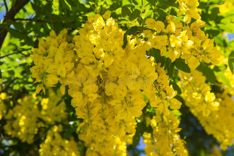 The Common laburnum stock image. Image of blooming, flora - 183879297