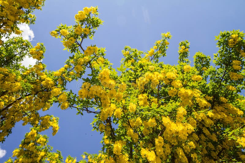 The Common laburnum stock photo. Image of botany, pine - 183879380