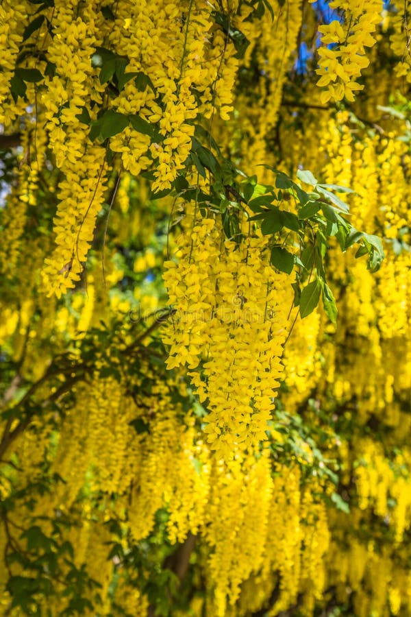 The Common laburnum stock photo. Image of blue, natural - 183878948
