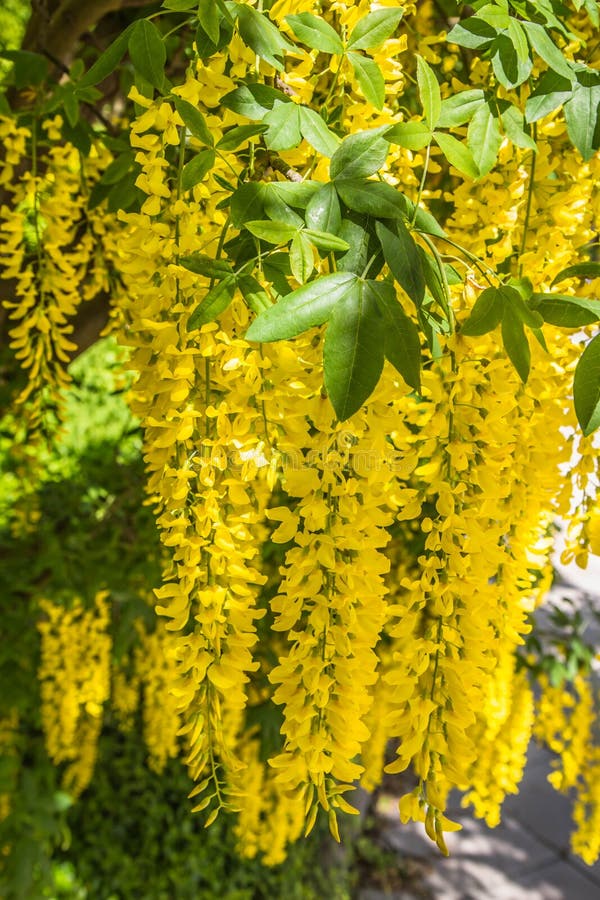 The Common laburnum stock photo. Image of anagyroides - 183949846