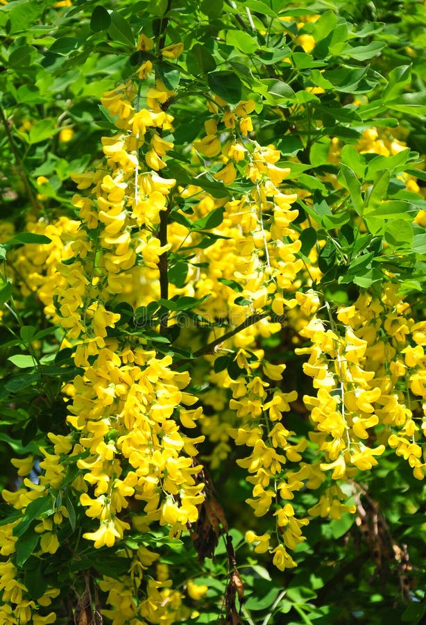 Common Laburnum Laburnum Anagyroides Stock Image - Image of golden ...