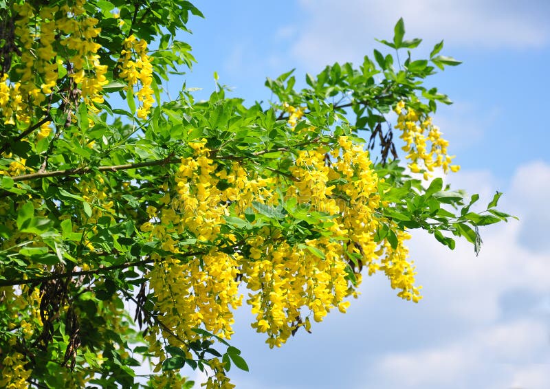 Common Laburnum Laburnum Anagyroides Stock Image - Image of bloom ...