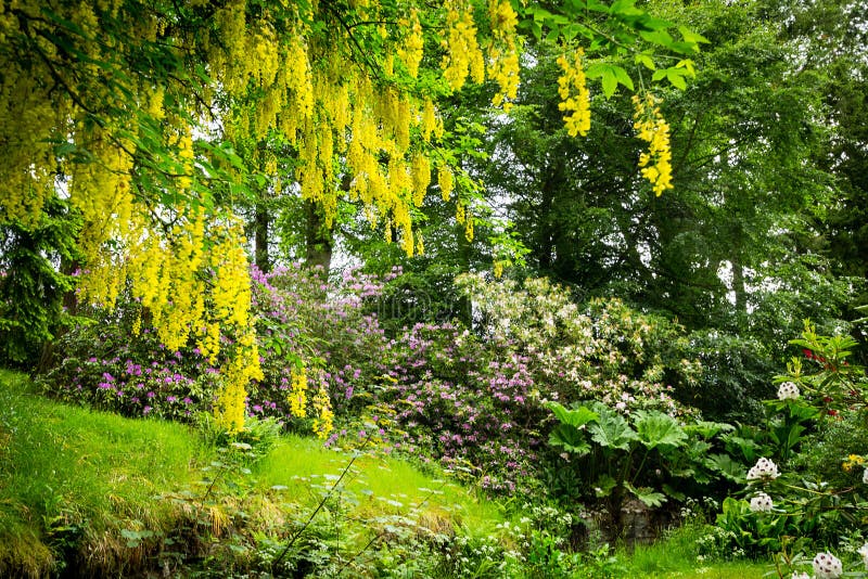 Common Laburnum Laburnum Anagyroides in Full Flower Stock Image - Image ...