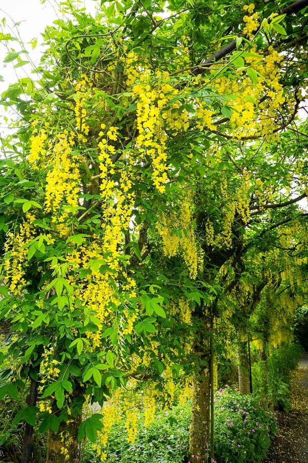 Common Laburnum Laburnum Anagyroides in Full Flower Stock Image - Image ...