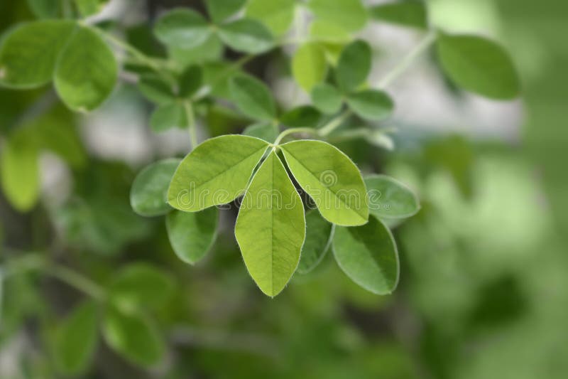 Common laburnum stock photo. Image of outdoors, tree - 308684240