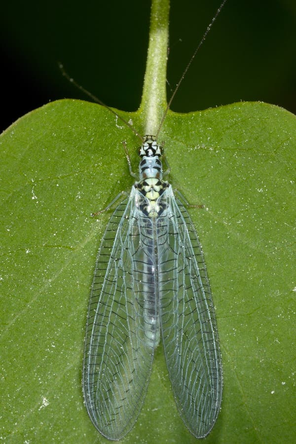 Common Lacewing, Chrysopidae Stock Photo - Image of posture, green: 9822204