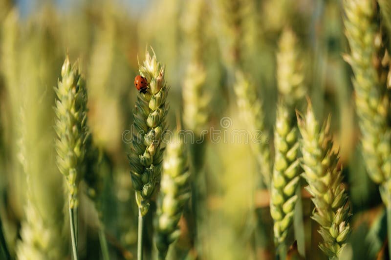 Common Ladybug is on the Wheat Field Outdoors, Close Up View Stock ...
