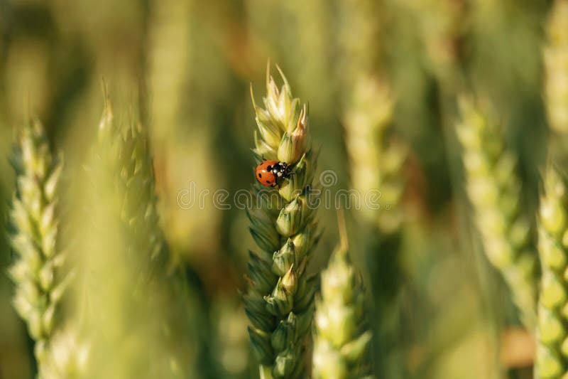 Common Ladybug is on the Wheat Field Outdoors, Close Up View Stock ...