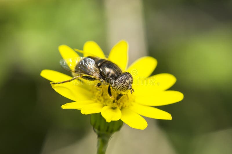 Common Lagoon Fly on a Yellow Flower, Eristalinus Aeneus Stock Image ...