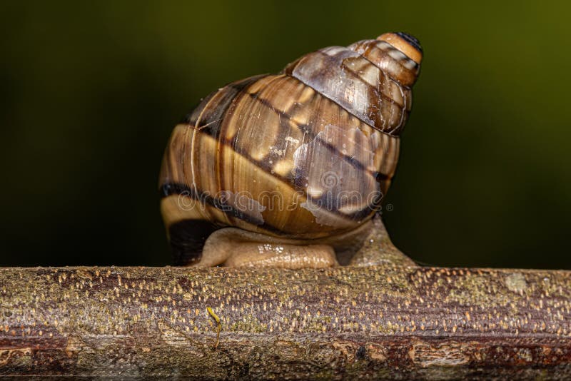 Common Land Snail stock image. Image of orthalicidae - 264277367