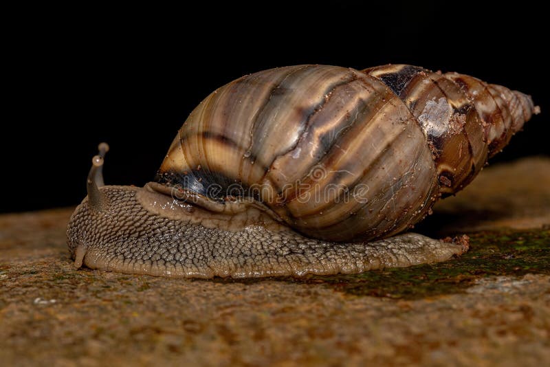 Common Land Snail stock image. Image of eupulmonata - 241077489