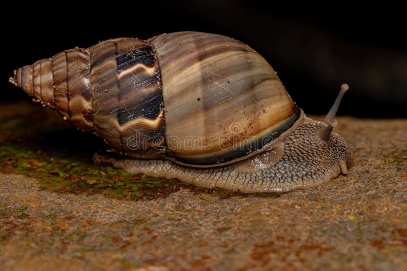 Common Land Snail stock photo. Image of orthalicidae - 241077500