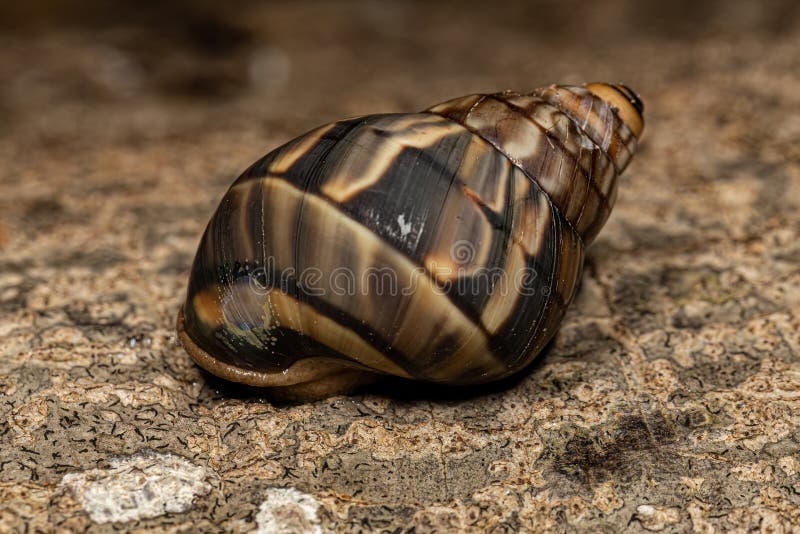 Common Land Snail stock image. Image of mollusk, helicina - 264277245