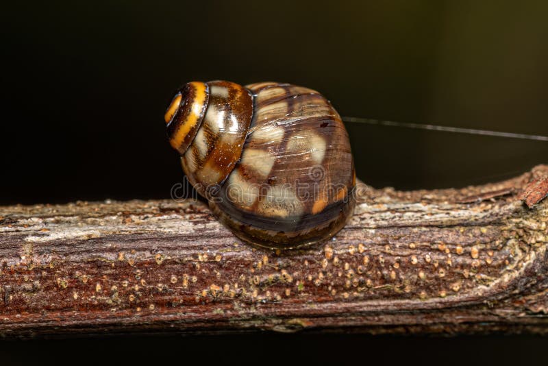 Common Land Snail stock photo. Image of mollusk, mollusc - 264277356