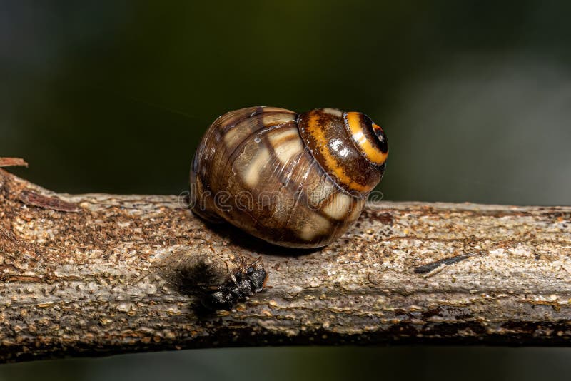 Common Land Snail stock image. Image of heterobranchia - 264277357