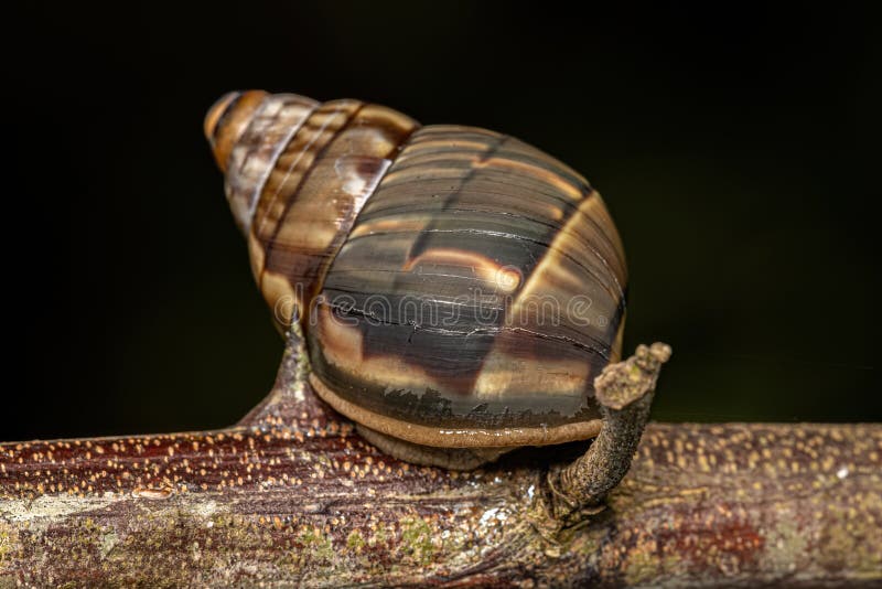 Common Land Snail stock photo. Image of macro, brown - 264277372