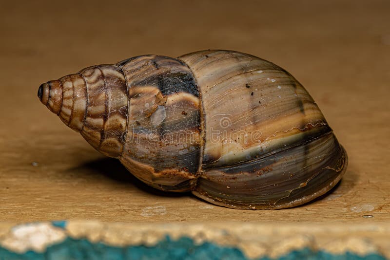 Common Land Snail stock photo. Image of euthyneura, mollusc - 264277630