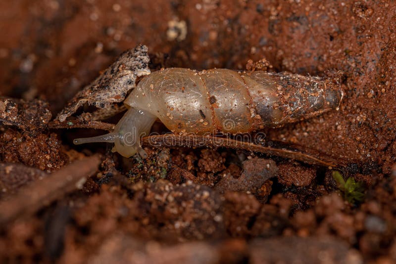 Common Land Snail stock image. Image of molluska, helix - 232803967