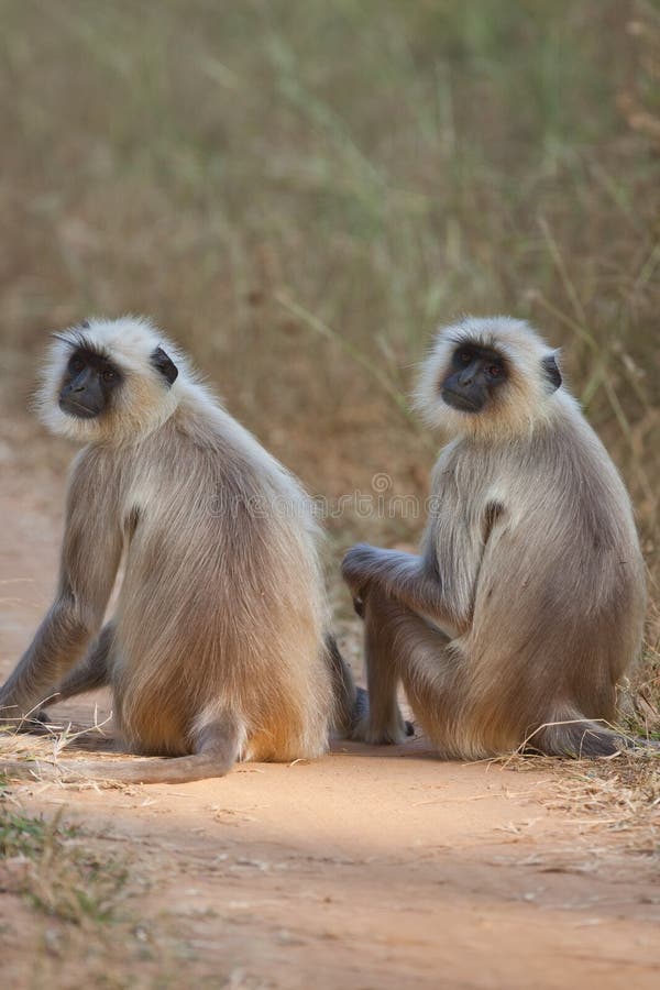 Common Langur monkeys stock photo. Image of wild, monkey - 24663378