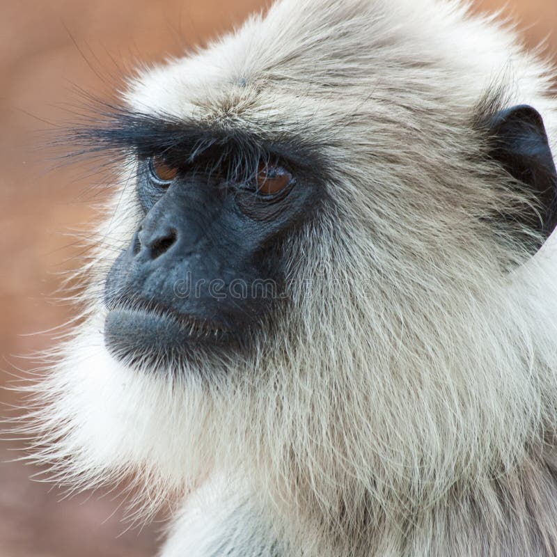 Common Langur Profile stock photo. Image of fauna, portrait - 9255452