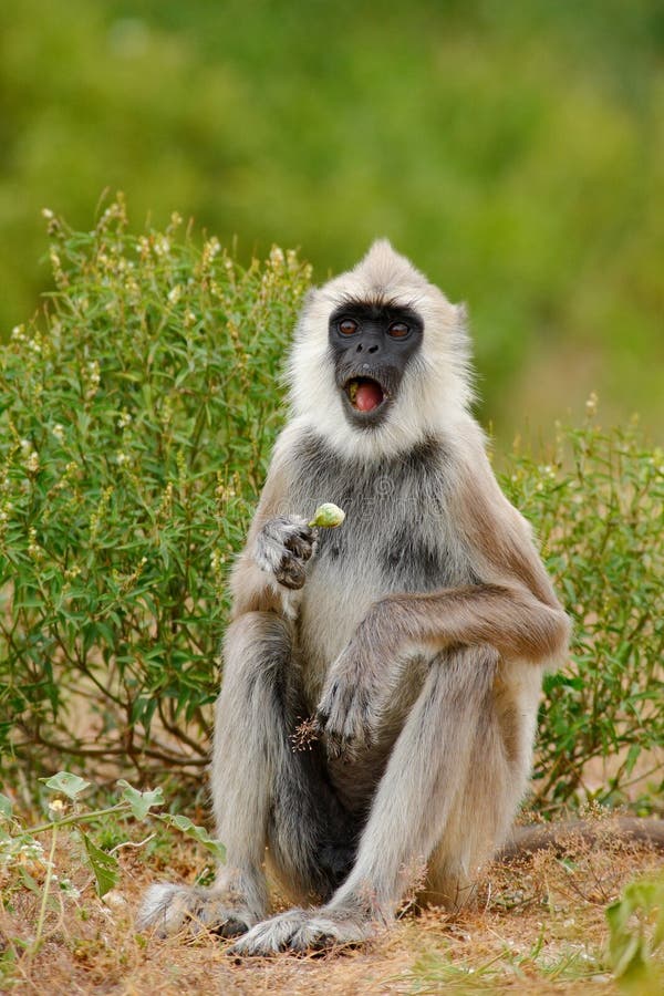 Common Langur, Semnopithecus Entellus, Monkey with Fruit in the Mouth ...
