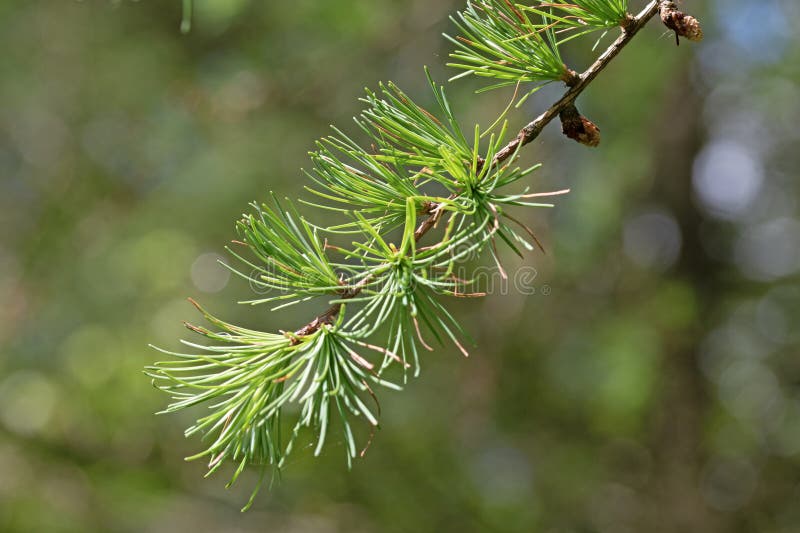 Common larch tree close up stock image. Image of texture - 278484181