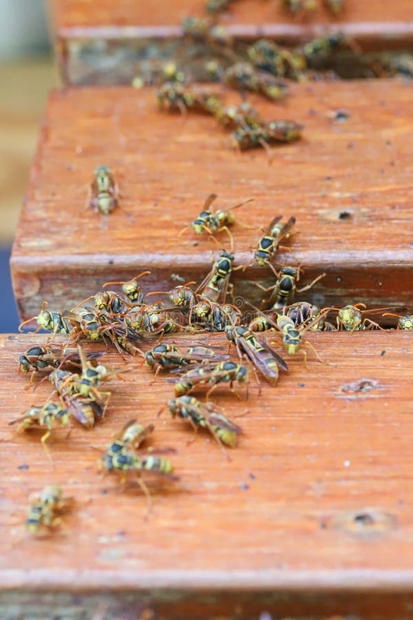 Common Large Paper Wasps stock photo. Image of natural - 115917256