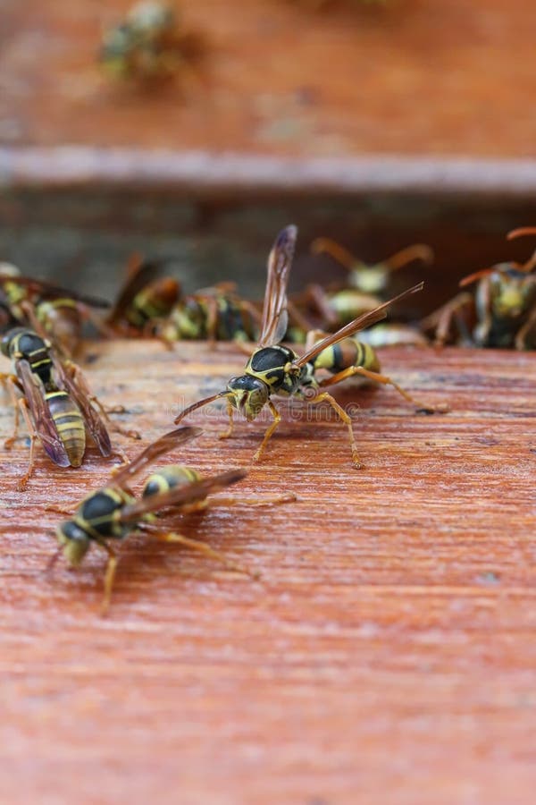 Common Large Paper Wasps stock image. Image of dangerous - 115917261