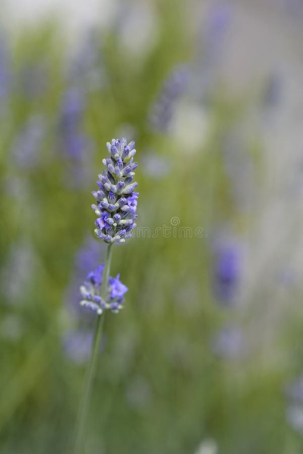 Common lavender stock photo. Image of flower, botany - 335561146