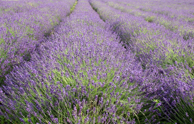 Common Lavender Lavandula Angustifolia Stock Photo - Image of lavender ...