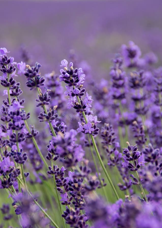 Common Lavender Lavandula Angustifolia Stock Image - Image of ...