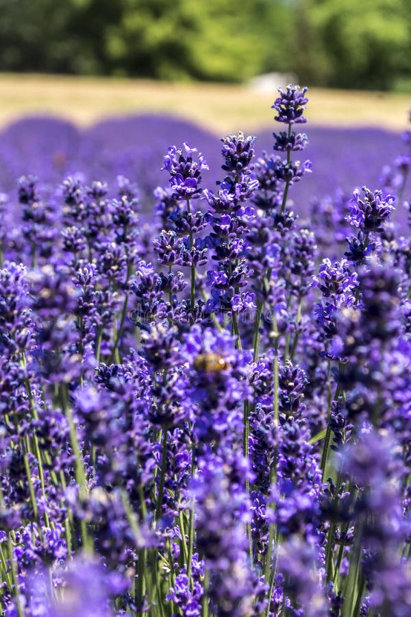 Common Lavender Lavandula Angustifolia Stock Image - Image of bloom ...
