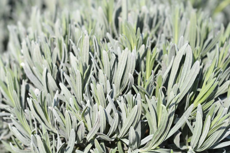 Common lavender stock photo. Image of plant, spring - 266866904