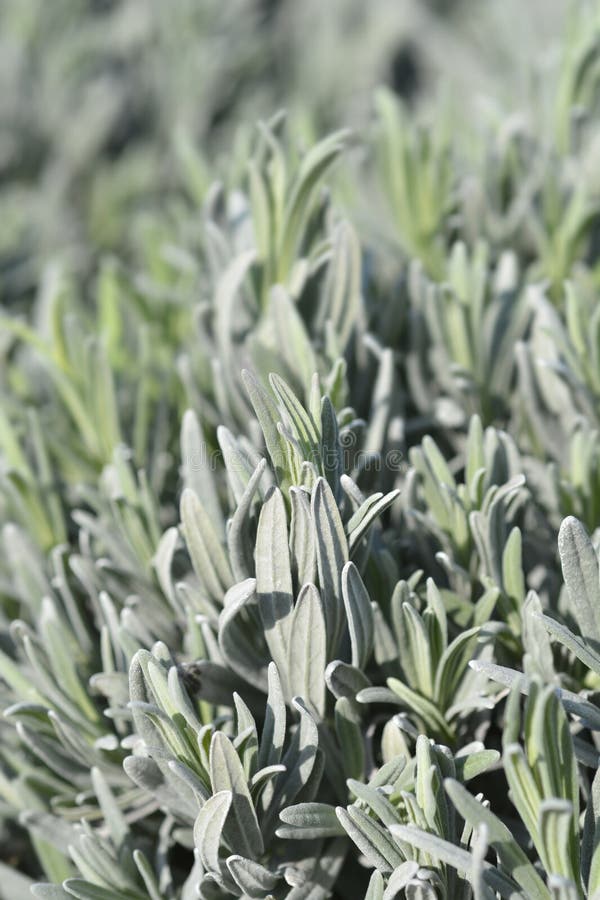 Common lavender stock photo. Image of english, french - 276654112