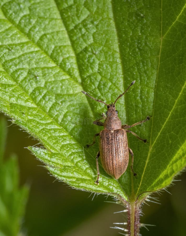 Common leaf weevil stock image. Image of natural, closeup - 278556159