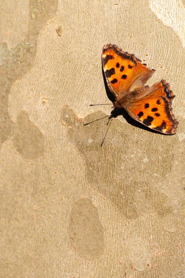 Common Leopard Butterfly on the Bark of a Tree Stock Image - Image of ...