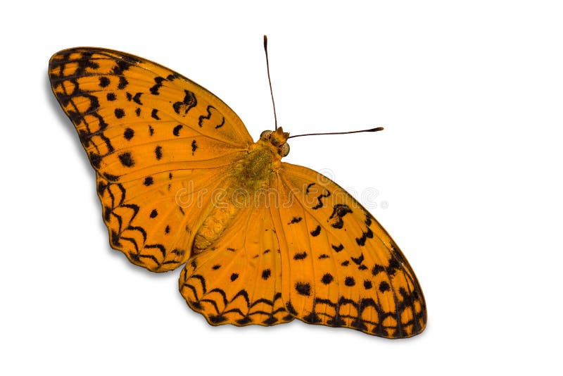Common Leopard butterfly stock image. Image of insect - 79423139