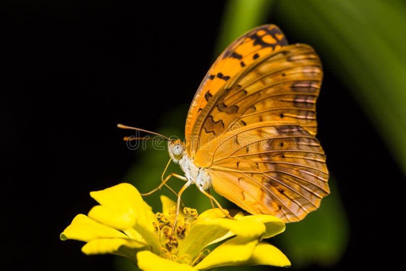 Common Leopard butterfly stock image. Image of insect - 54380121