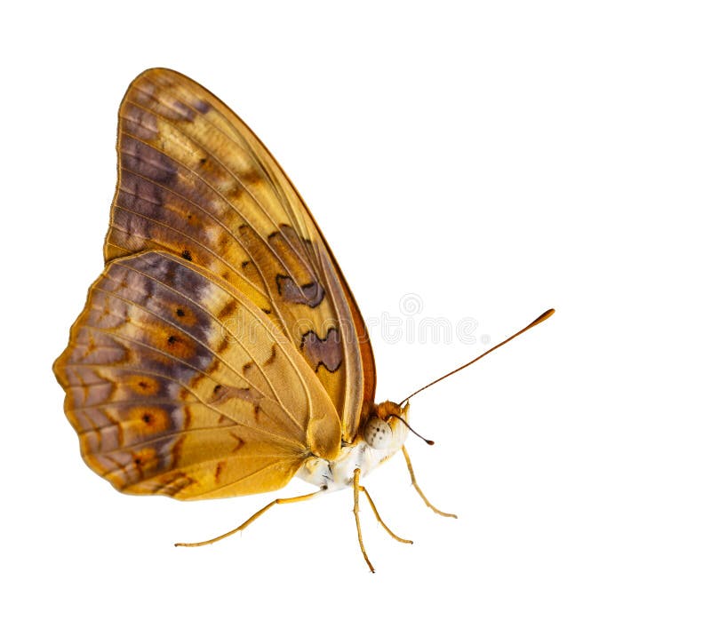 Common Leopard Butterfly & X28; Phalanta & X29; Isolated on White Stock ...