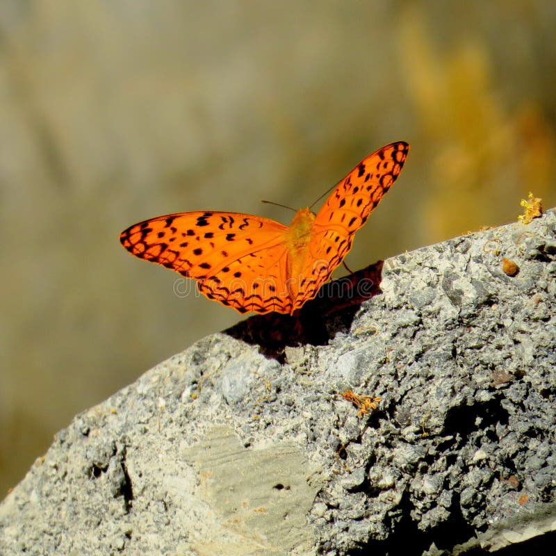 Common Leopard Butterfly stock image. Image of daylight - 35689857