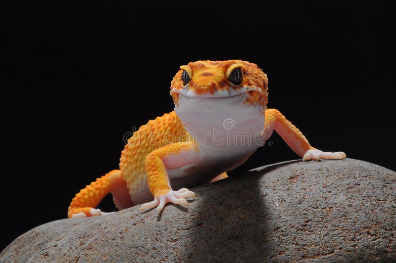 Common Leopard Gecko, Ground Dwelling Lizard, Predator Hunt for Worm ...