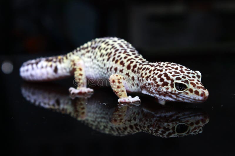 An common leopard gecko stock photo. Image of ordinary - 241003242