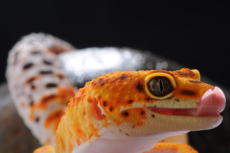 Common leopard gecko stock image. Image of reptiles - 182915809
