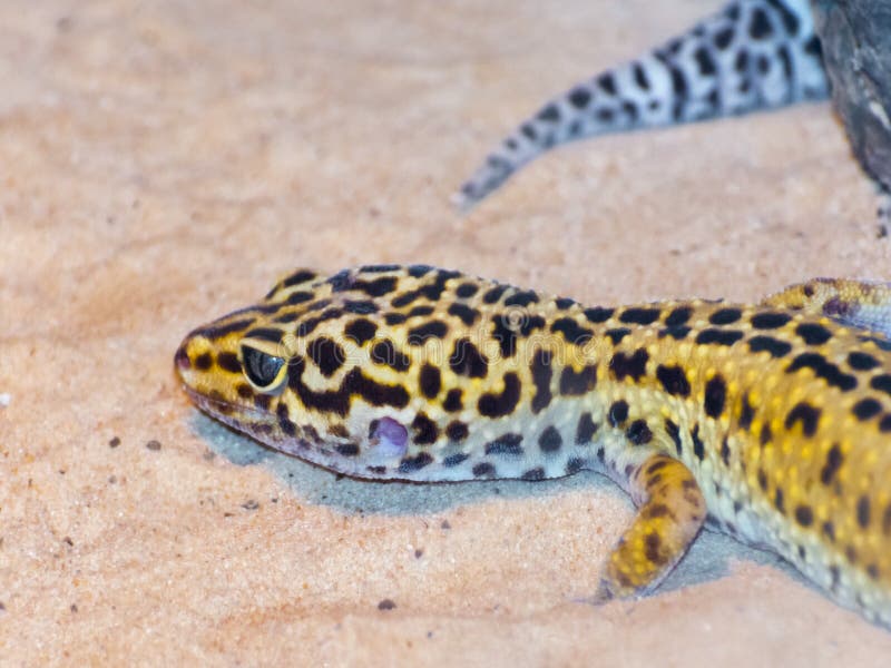 Common Leopard Gecko in a Sandy Terrarium Stock Image - Image of common ...