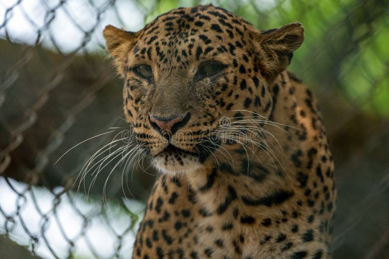 Common Leopard Portrait stock photo. Image of national - 215594188