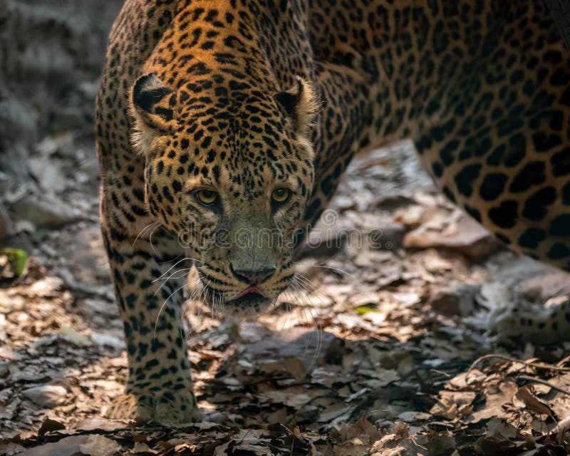 Common Leopard Stalking stock photo. Image of nature - 215594190